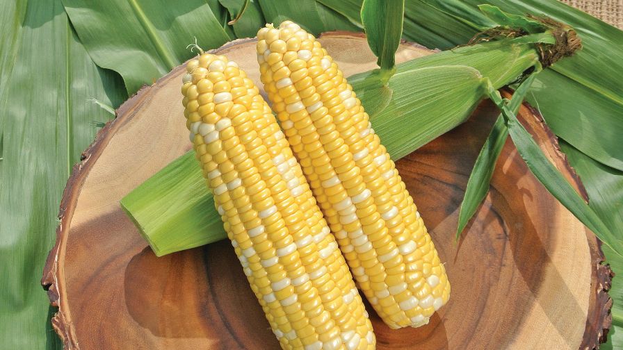 Sweet Corn Spurs Syngenta to Acquire Abbott & Cobb - Growing Produce