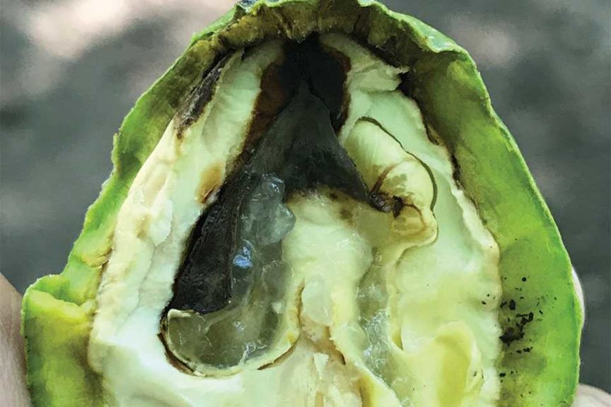 New Crop Protection Tool in Walnut Blight Fight - Growing Produce
