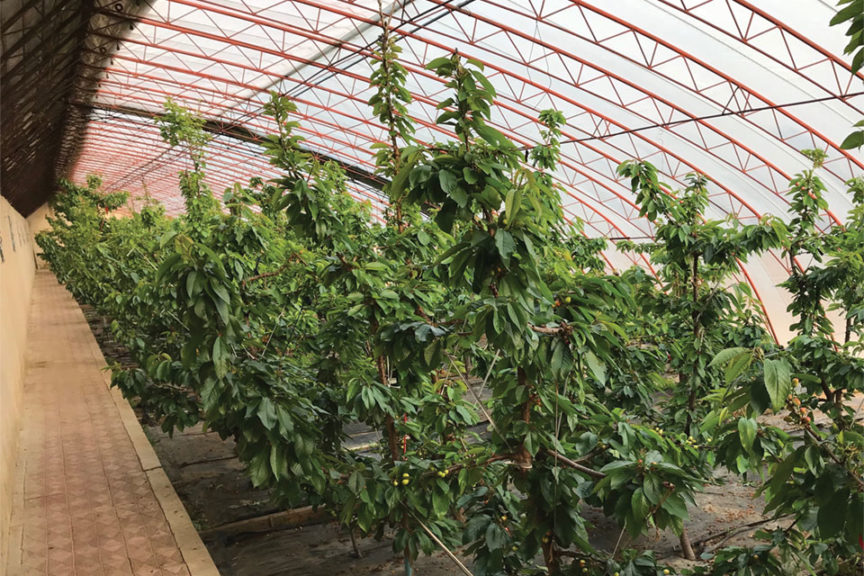 China’s Effect on World Cherry Production - Growing Produce