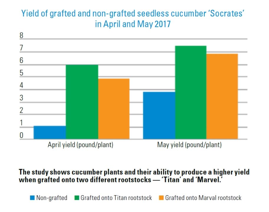Grafting Cucumbers in High Tunnels Can Solve the Cold Factor - Growing ...