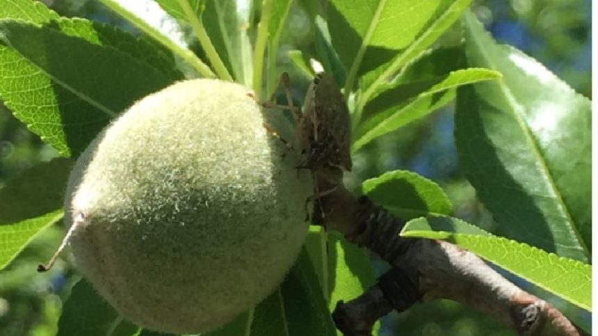 Brown Marmorated Stink Bug Officially Deemed Pest of California Almonds ...
