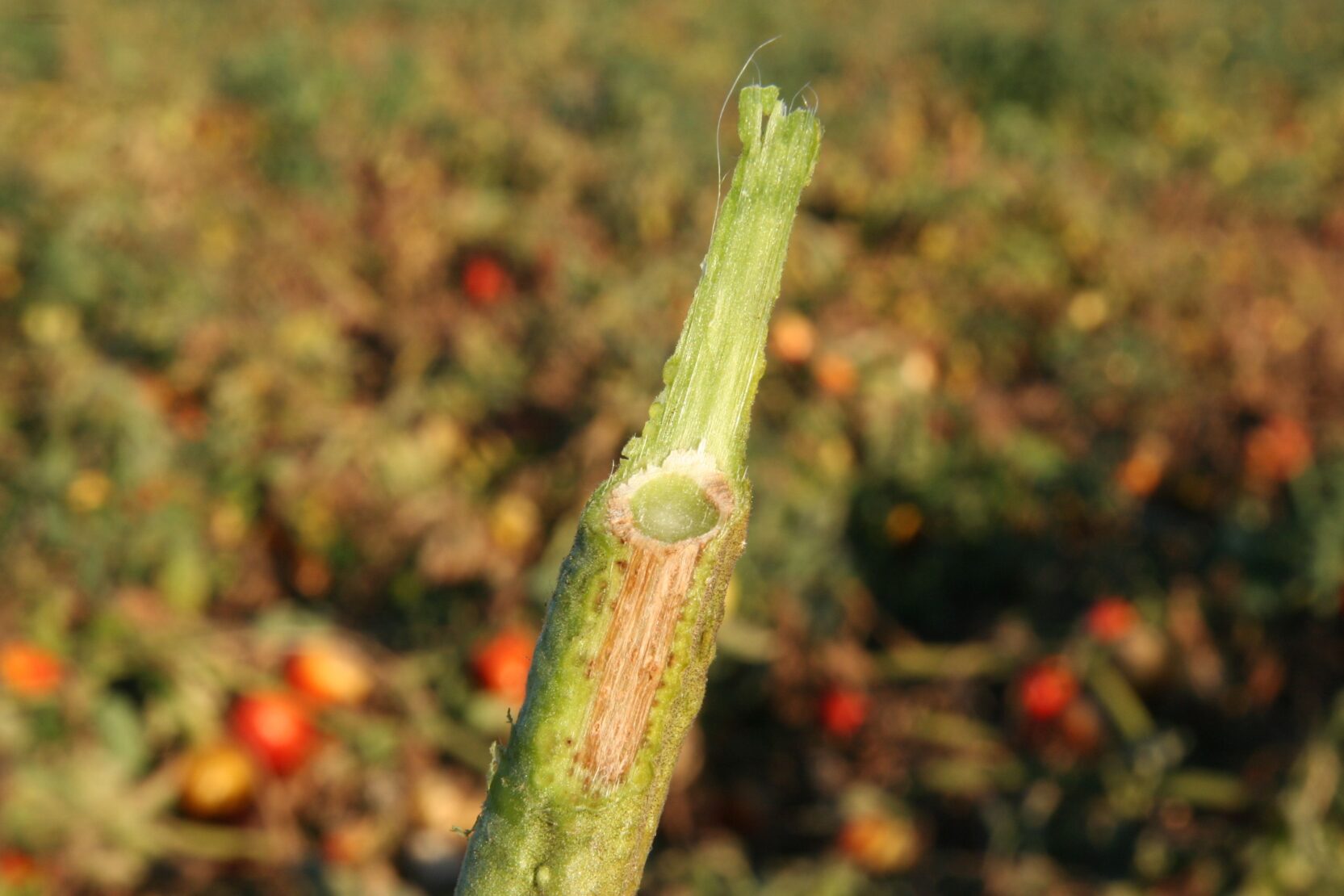 Field Scouting Guide: Fusarium Wilt on Tomato - Growing Produce