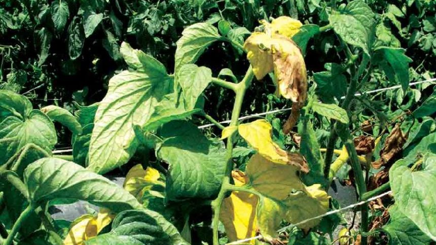 Field Scouting Guide: Fusarium Wilt on Tomato - Growing Produce
