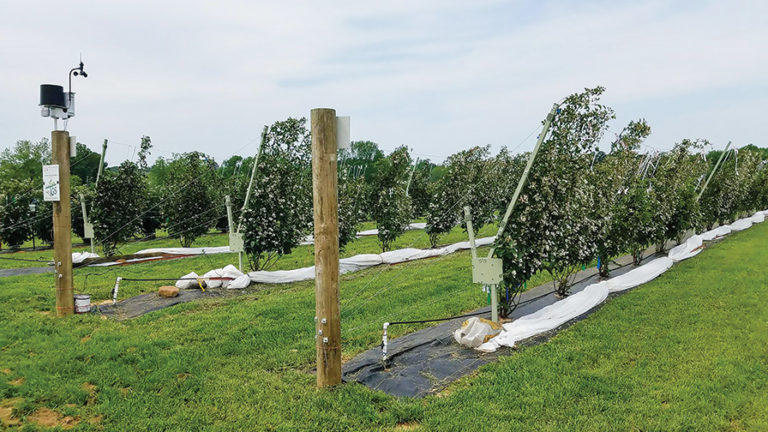 Trellis System Might Pay Off for Southeast Blackberry Growers - Growing ...