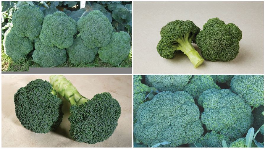 Check Out the Latest Broccoli Varieties - Growing Produce