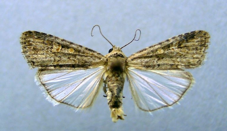 Field Scouting Guide: Beet Armyworm - Growing Produce