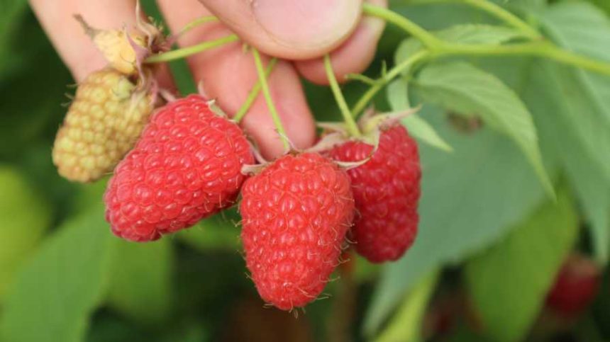 Cornell Researchers Bully for New Berries - Growing Produce