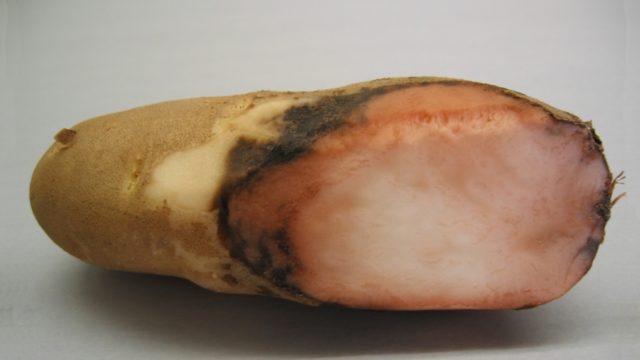 How to Manage Pink Rot in Potatoes - Growing Produce
