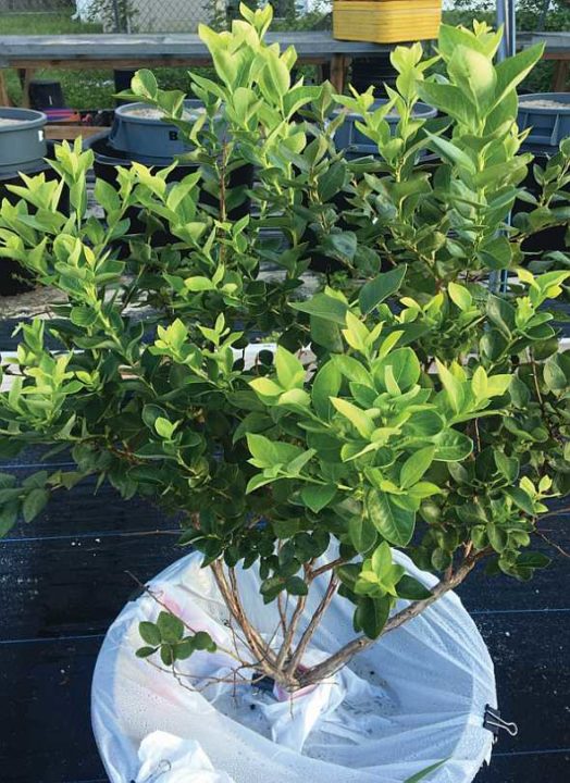 Optimize Fertilizer Applications in Young Blueberry Plantings - Growing ...