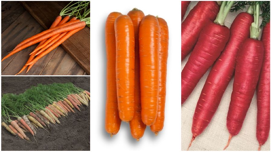 Top Carrot Varieties for 2019 - Growing Produce