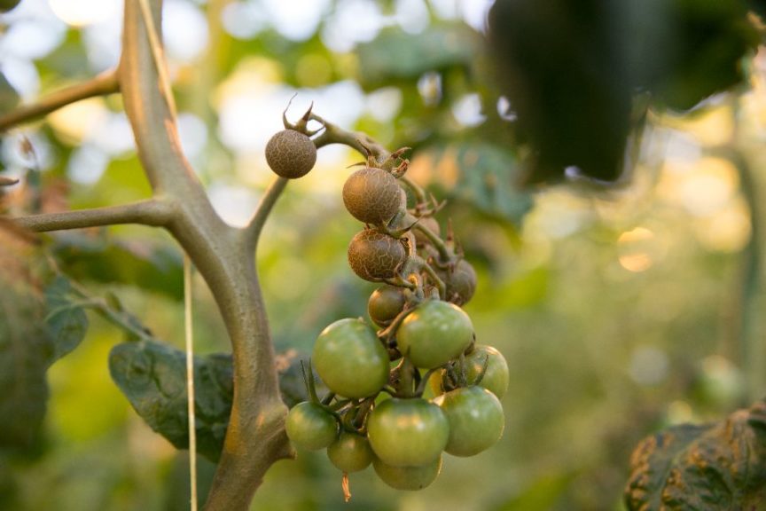 Russet Mites Can Be Tough to Identify - Growing Produce