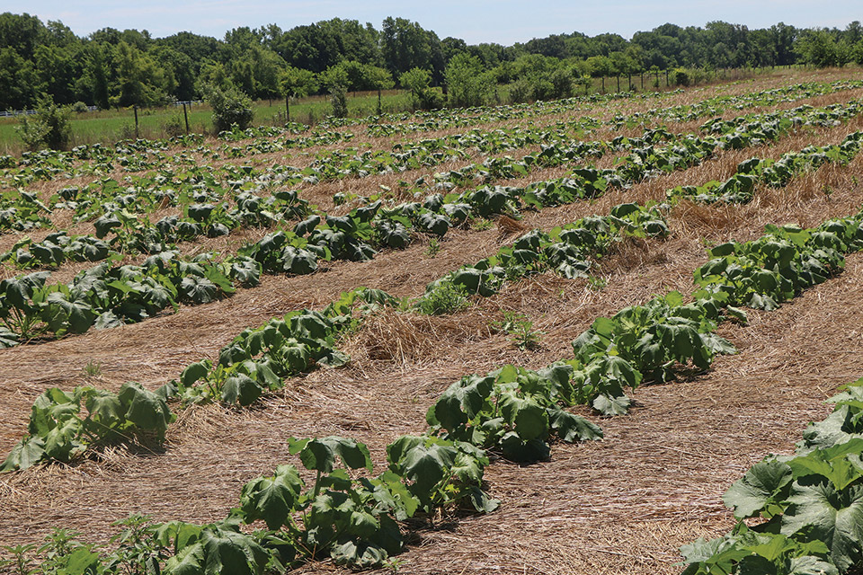 His Farm Is His Research Lab - Growing Produce