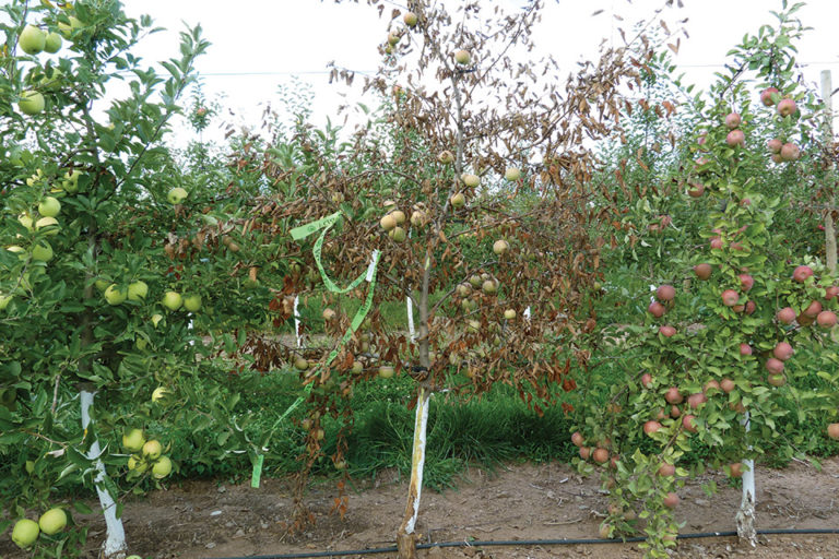 What You Need to Know About Apple Decline - Growing Produce