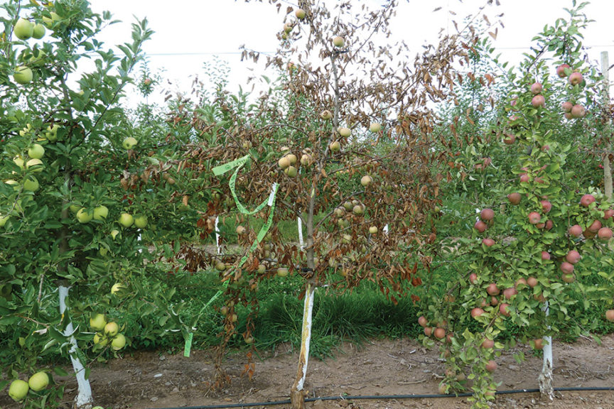 What You Need to Know About Apple Decline - Growing Produce