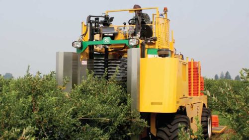 Florida Blueberry Growers Fielding Rise of the Machines - Growing Produce