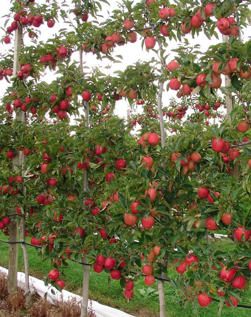 Is Your Apple Orchard Robot Ready? - Growing Produce