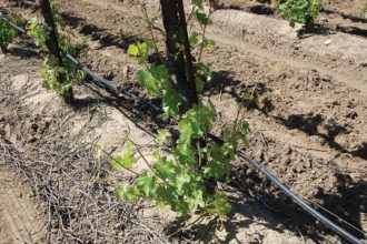 Why New Grapevine Suckering Methods May Work for You - Growing Produce