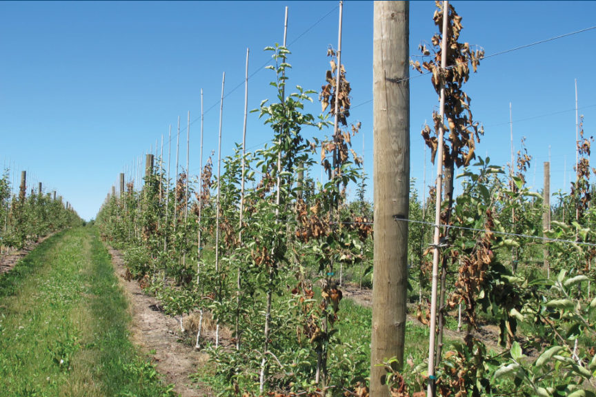 How to Recover from Fire Blight Devastation - Growing Produce
