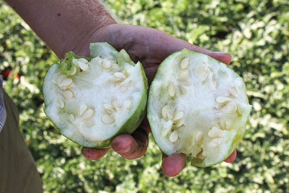 What’s New in Vegetables? - Growing Produce