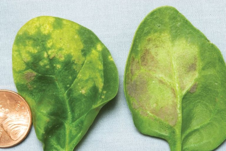 What Hurricanes Teach Us About Forecasting Plant Diseases - Growing Produce