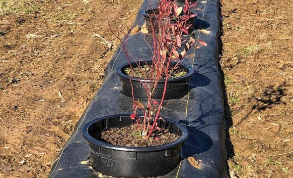 Is Container Production a Good Fit for Your Berries? - Growing Produce