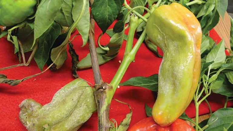 Insight on Blight Can Help Protect Your Pepper Crop - Growing Produce