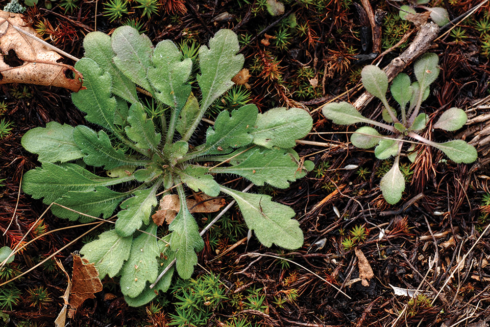 Field Scouting Guide: Horseweed - Growing Produce