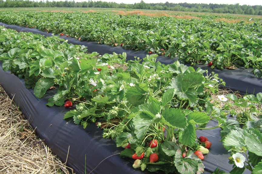Ways to Apply the New IPM Model to Strawberry Production - Growing Produce