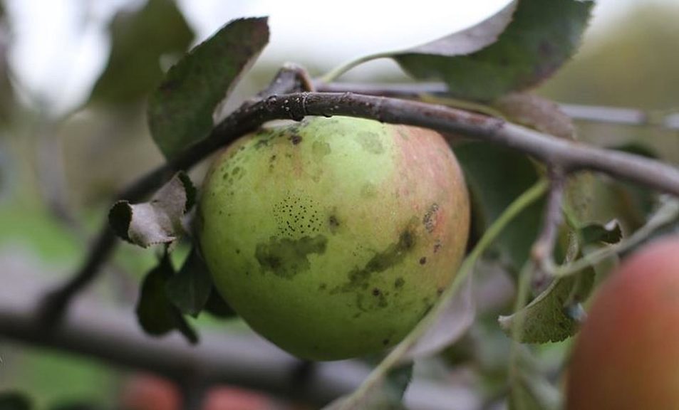 It's Never Too Early to Prevent Apple Summer Diseases and Rots ...