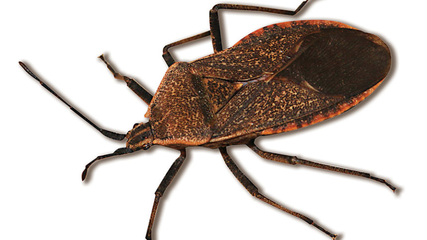 Field Scouting Guide: Squash Bug - Growing Produce