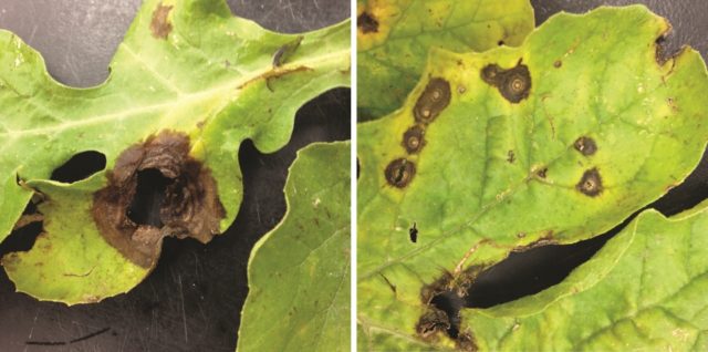Field Scouting Guide: Gummy Stem Blight - Growing Produce