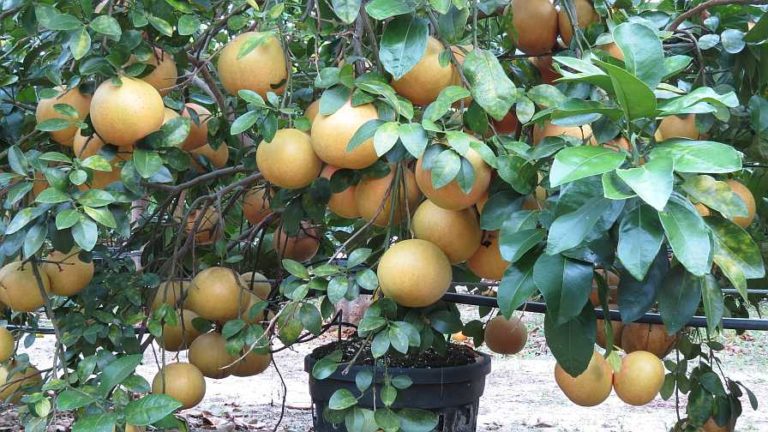 Why Growing Grapefruit Under Cover is Gaining Appeal - Growing Produce