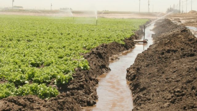 Filter Irrigation Runoff to Protect Water Quality - Growing Produce