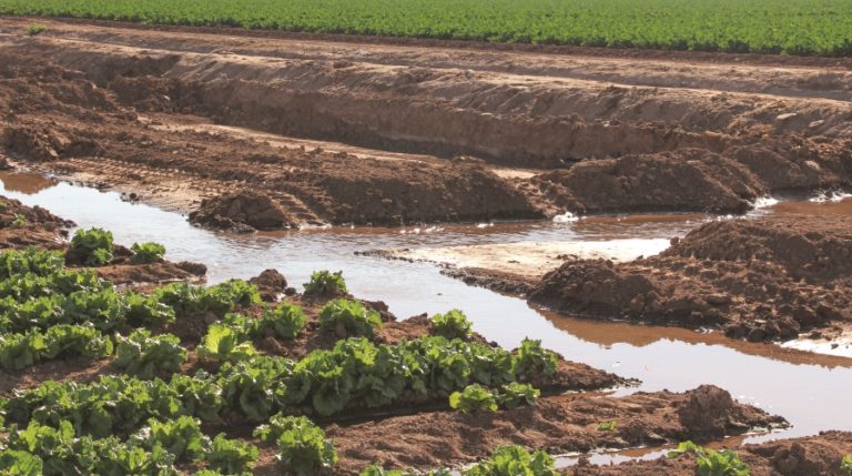 Tips for Growers to Reduce How Much Pesticide Enters the Environment ...