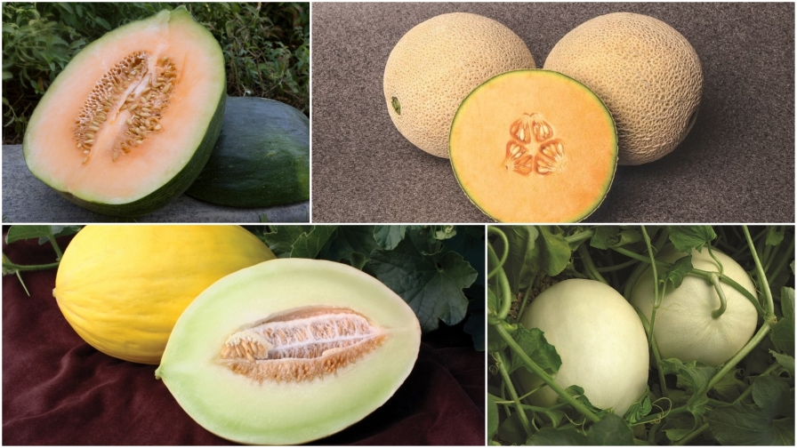 11 Specialty Melons to Round Out Your Crop Mix - Growing Produce