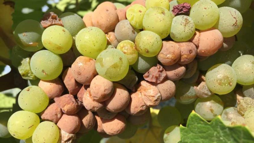 How to Stop Sour Rot of Grapes - Growing Produce