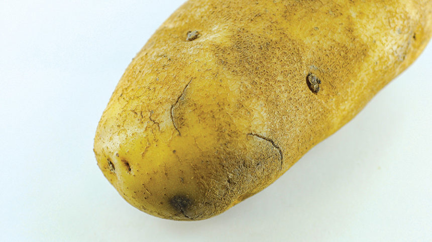 How to Avoid Harvest Damage to Potatoes - Growing Produce