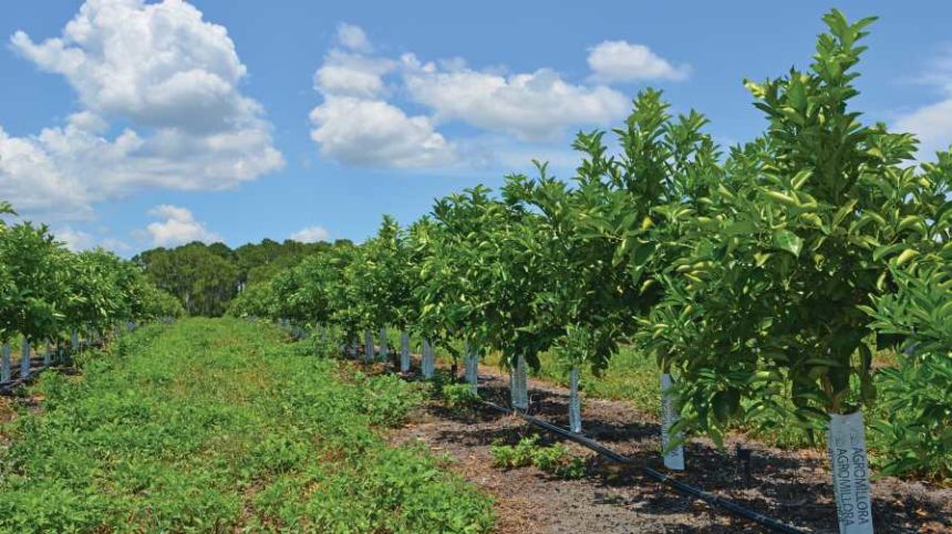 Taking High-Density Citrus Planting to the Next Level - Growing Produce