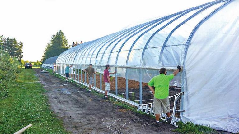 How Growing Stone Fruit in High Tunnels Can Pay Off - Growing Produce