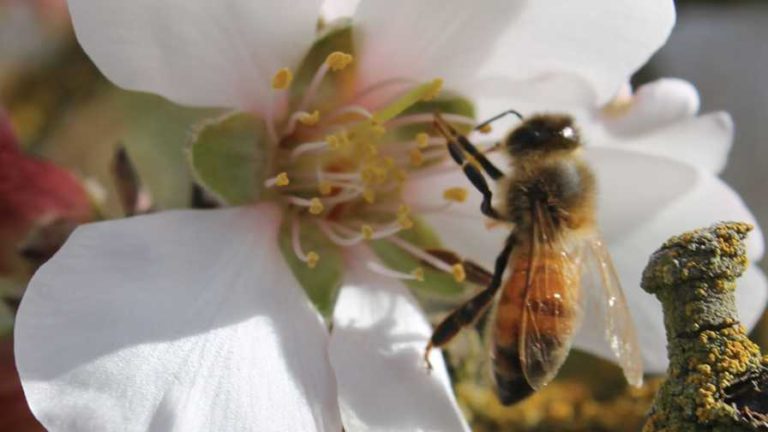Almond Nectar Can Reduce Viruses and Gut Parasites in Honey Bees ...