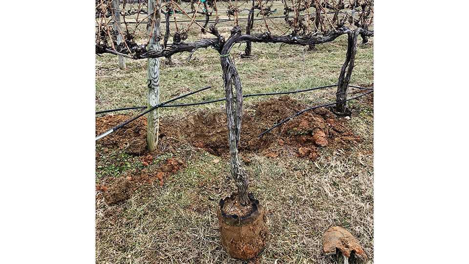 How Grape Growers Can Reduce Vine Size with Root Restriction - Growing ...