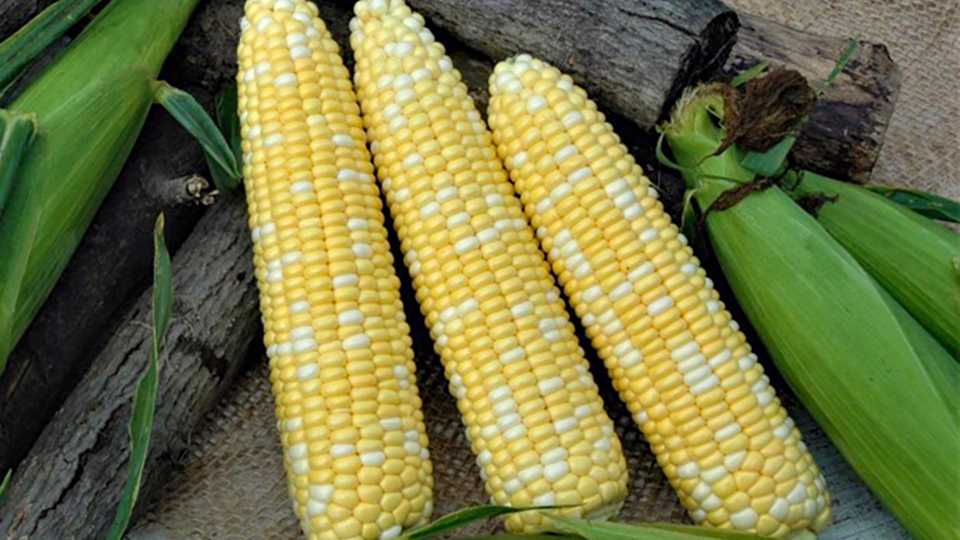 12 Sweet Corn Varieties for Growers that Are Sweeter and Hardier Than ...