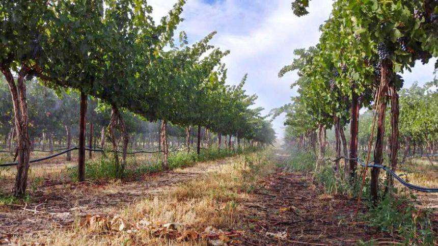 How Heat Waves Impact Wine Grapes - Growing Produce
