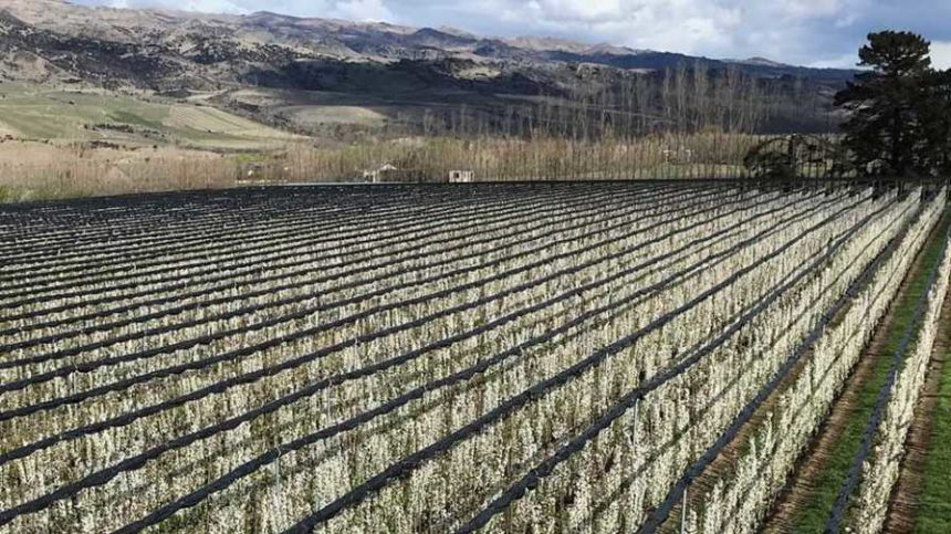 Cherry Rootstock and Training Decisions: Thoughts for the 2020s ...