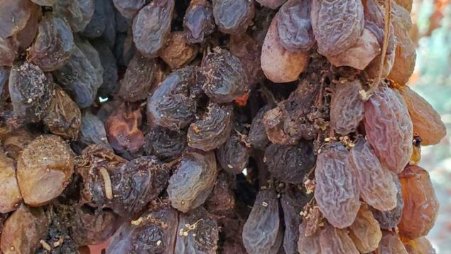 The Impact of Wildfire Smoke on California Raisins - Growing Produce