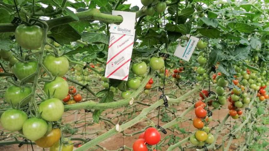 10 Ways To Improve Education on the Use of Biologicals in Crops ...