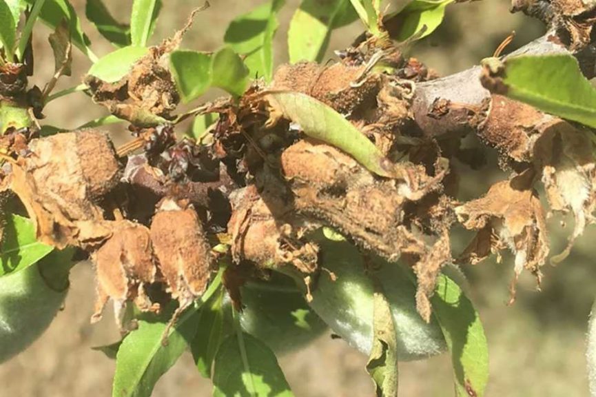 Potential Impacts of Orchard Dust on Almonds - Growing Produce