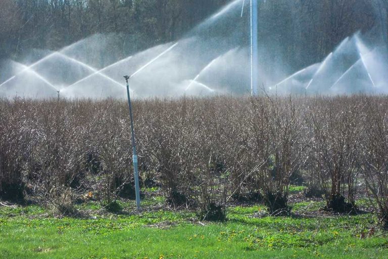 Ways To Get In Front of Frost Damage in Your Orchard - Growing Produce
