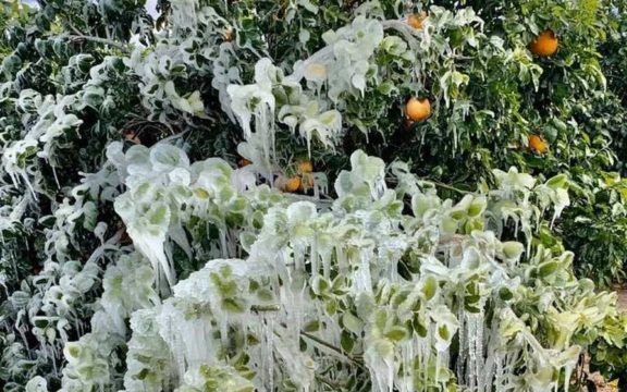 Texas Citrus Growers Feeling the Squeeze From Deep Freeze - Growing Produce
