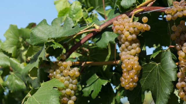 Learn Tricks of the Trade in Cold Climate Grape Growing - Growing Produce